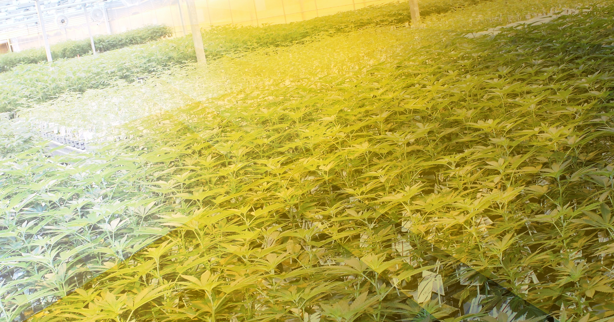 Growing Marijuana Efficiently With Cogeneration